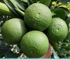 Natikrd Lemon Plant Price In India Buy Natikrd Lemon Plant Online At