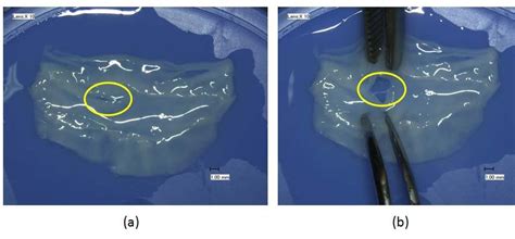 A Valve Cusp After Static Rupture Test And B Spreading Of The