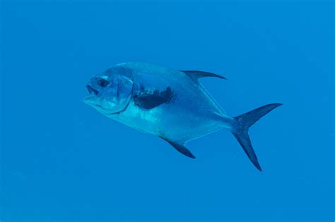 Permit Jack1 Creature Count Far Out Photos