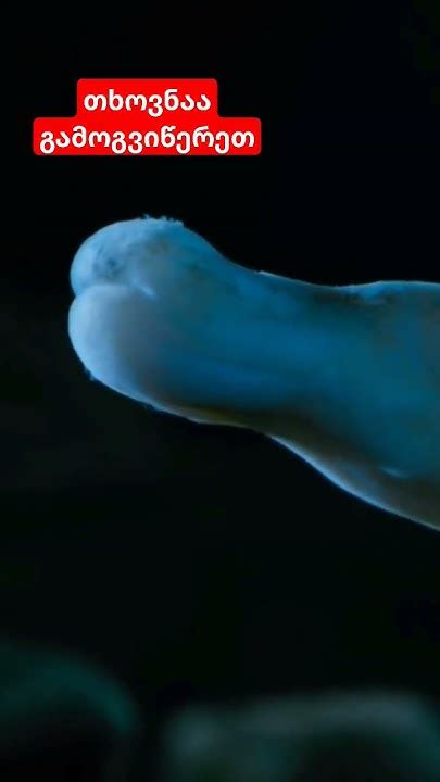 დრაკონი Youtube