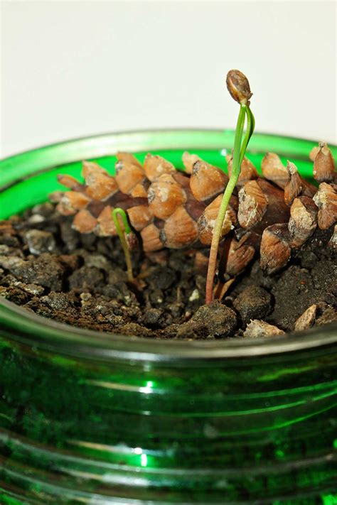 How To Grow A Tree From A Pine Cone Welcome To Nanas
