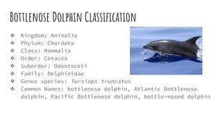 Dolphin Communication Pdf