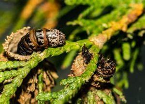 Bagworm Control Guide How To Get Rid Of Bagworms