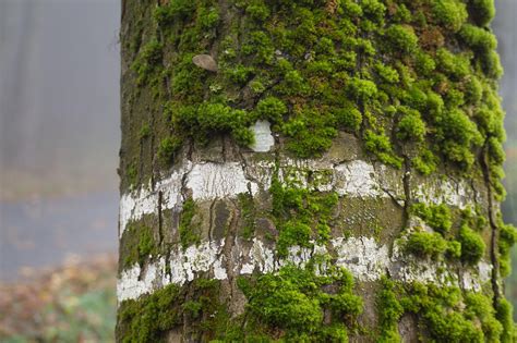 Tree Moss Forest Free Photo On Pixabay Pixabay