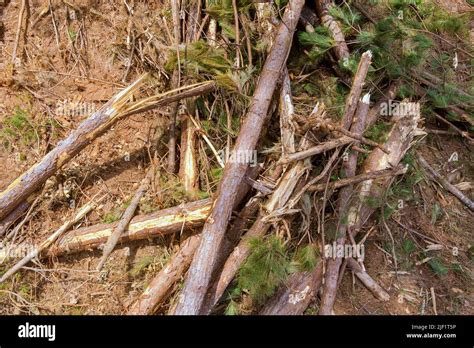 Removal Up Tree Stumps And Roots After Forest Is Removed To Prepare Land To Build A New Complex