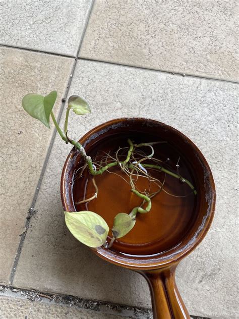 水耕植物發黑 農業知識入口網