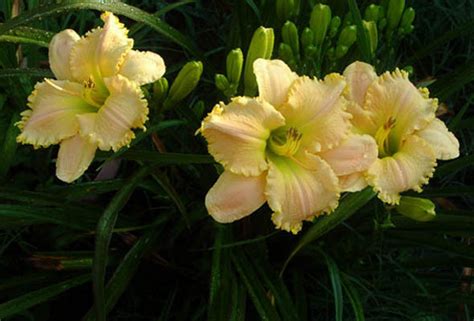 Unusual Colored Daylilies 2022