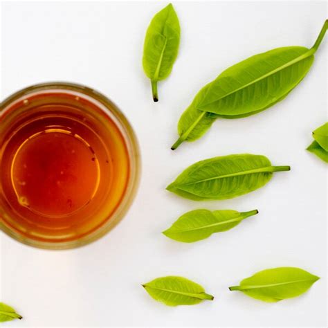 ¿beber Té Alarga La Vida Esto Dice Un Nuevo Estudio Infobae