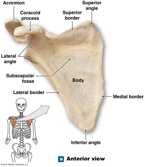 Anterior View Of The Right Scapula Human Anatomy And Physiology