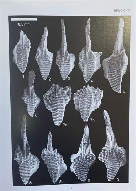 Carboniferous Stratigraphy And Index Fossils Of China [chinese] Nhbs Academic And Professional Books
