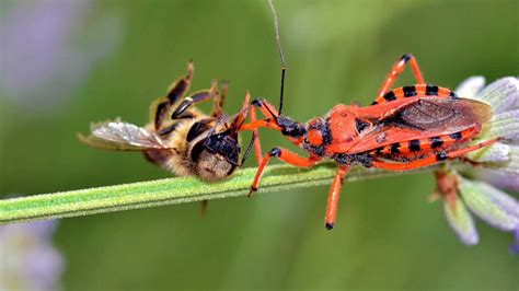 Assassin Bug What Are They And How To Get Rid Of Them