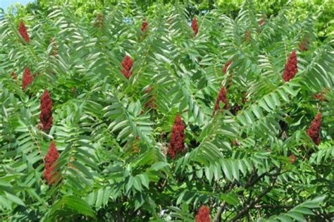July Species Spotlight Tree Of Heaven Verses Staghorn Sumac Wallkill