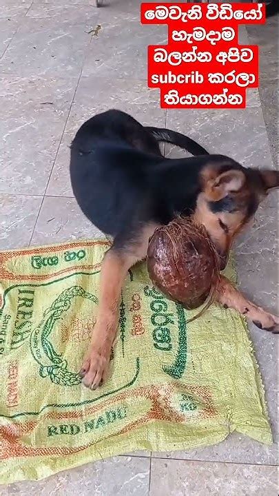 පශි පොල් ලෙලි ගහනවා 😂🤣 ️ Shorts Youtube