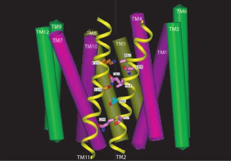 Details Of The Model Of Oxlt Showing Cross Linking Residues In Tm2 And Download Scientific