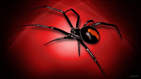 Red Spider Wallpapers Top Free Red Spider Backgrounds Wallpaperaccess