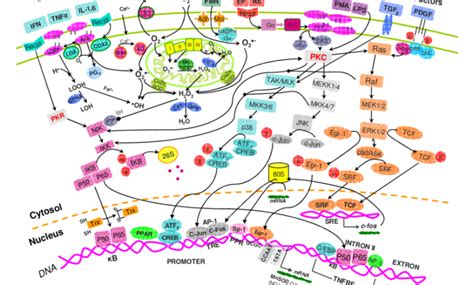Ways Redox Signaling Influences Cellular Health And Function Lycamobile