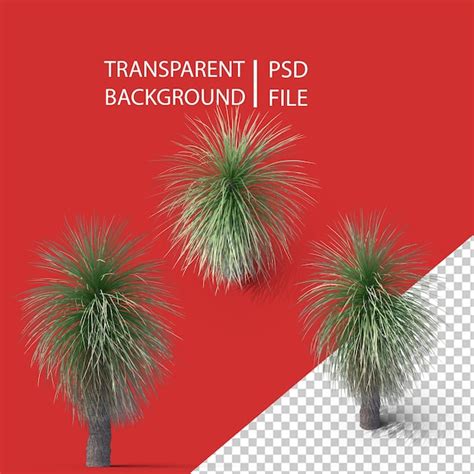 Premium Psd Grass Tree Png