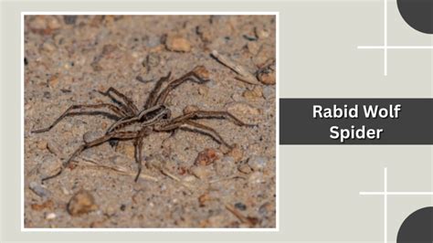 17 Types Of Wolf Spider Size Color Habitat Id And Pictures