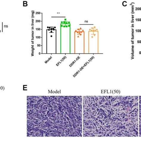 Body Weight And Tumor Characterization Following Ddr1 Overexpression Download Scientific