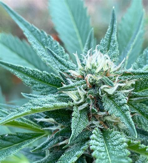 lazy lightning flowering r stellarcannabis