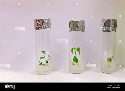 Cloned Micro Plants In Test Tubes With Nutrient Medium