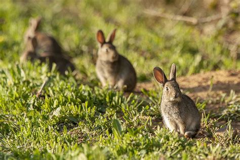 Rabbit Infestations Effective Deterrence Methods Liverpool Pest Controls