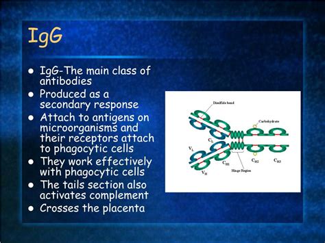 Ppt Immunology Basic Principles Of Adaptive Immunity And Immunizations Powerpoint