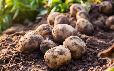 Th I V Tr Ng Khoai T Y Mi N B C V K Thu T Tr Ng V Ng