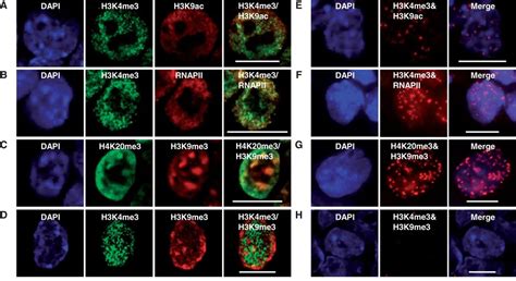 Chromatin Histones And Histone Modifications