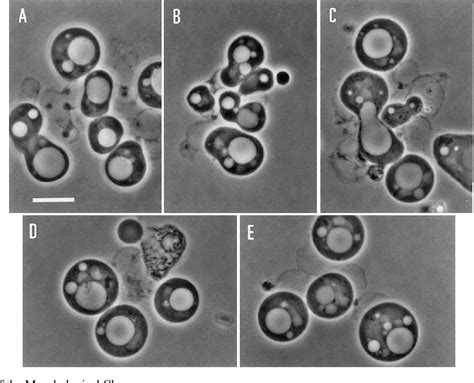 Figure 1 From Round Shape Enlargement Of The Yeast Spheroplast Of