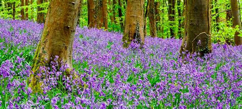 Top 10 Things To Do In Wales In May Wales Holiday