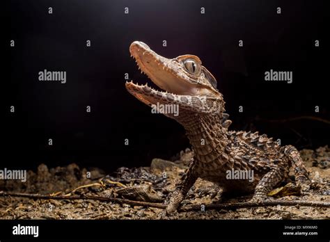 A Smooth Fronted Caiman Paleosuchus Trigonatus A Species From The