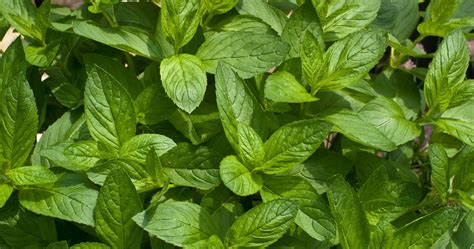 9 أطعمة تسبب حرقان المعدة اخطرهم النعناع