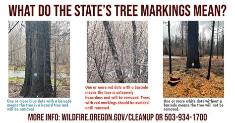 Hazard Tree Markings Explained Mckenzie Recovery