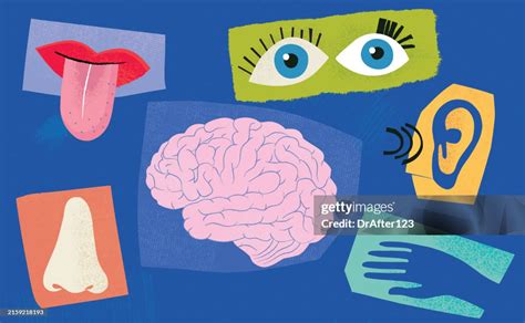 Sensory Perception High Res Vector Graphic Getty Images