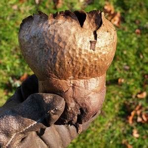 Rust Fungus Spores Sem Photograph By Steve Gschmeissner Fine Art America