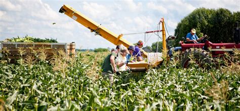 Science Of Harvesting Sweet Corn My Dads Sweet Corn