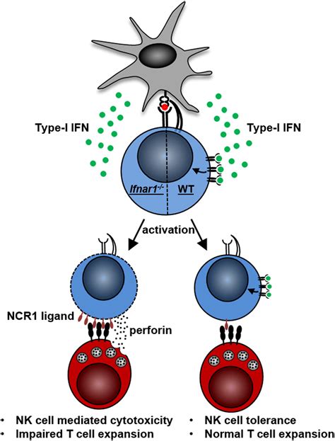Type I Interferons Protect T Cells Against Nk Cell Attack Mediated By The Activating Receptor