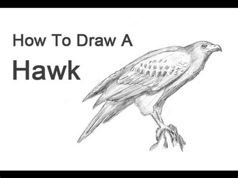 How To Draw A Hawk Harris Hawk YouTube