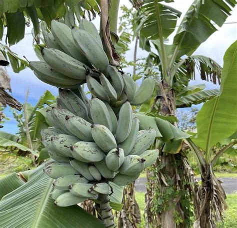 Ice Cream Blue Java Banana Grow Guide Tropical Tree Guide