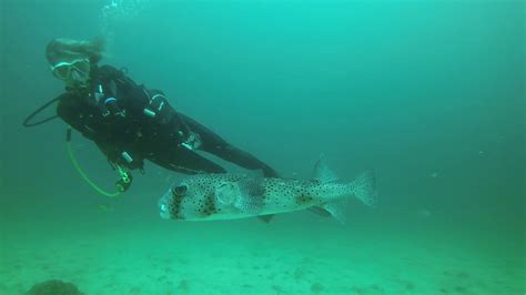 Big Puffer Youtube