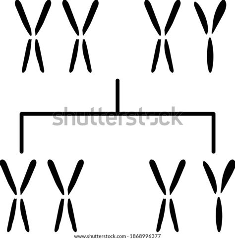 Xy Sex Determination System Vector Glyph Stock Vector Royalty Free 1868996377 Shutterstock