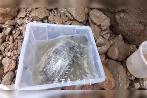 小伙赶海用四台抽水机狂抽2层楼高的巨坑坑底海货太多了抓到一只河豚瞬间安静了