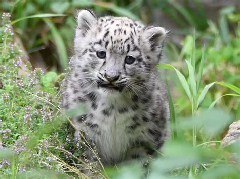 Snow Leopard Cubs With Mother