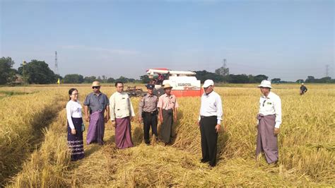 ရွှေပြည်သာမြို့နယ်၌ မိုးစပါးစံကွက် ရိတ်သိမ်းပွဲကျင်းပ Information And Public Relations Department