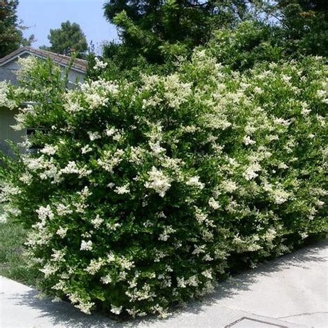 Ligustrum Japonicum Texanum Waxleaf Privet Ricardos Nursery