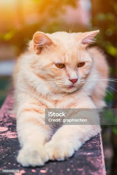 Kucing Persia Hewan Dan Hewan Peliharaan Yang Indah Di Kebun Foto Stok Unduh Gambar Sekarang