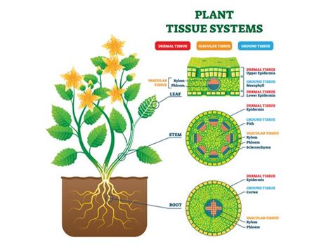 Permanent Tissue Diagram