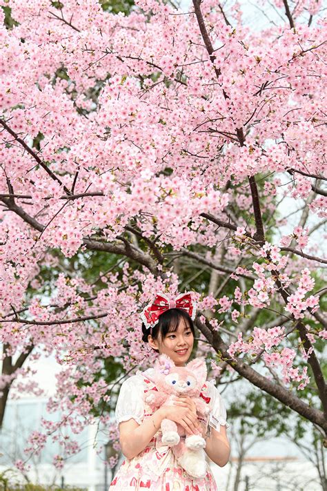 城事｜魔都进入樱花季，和春天来约会吧快看澎湃新闻 The Paper