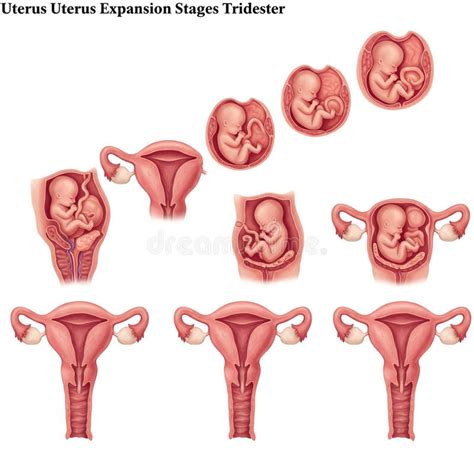 Illustrations Depict Stages Of Pregnancy Focusing On Fetal Development